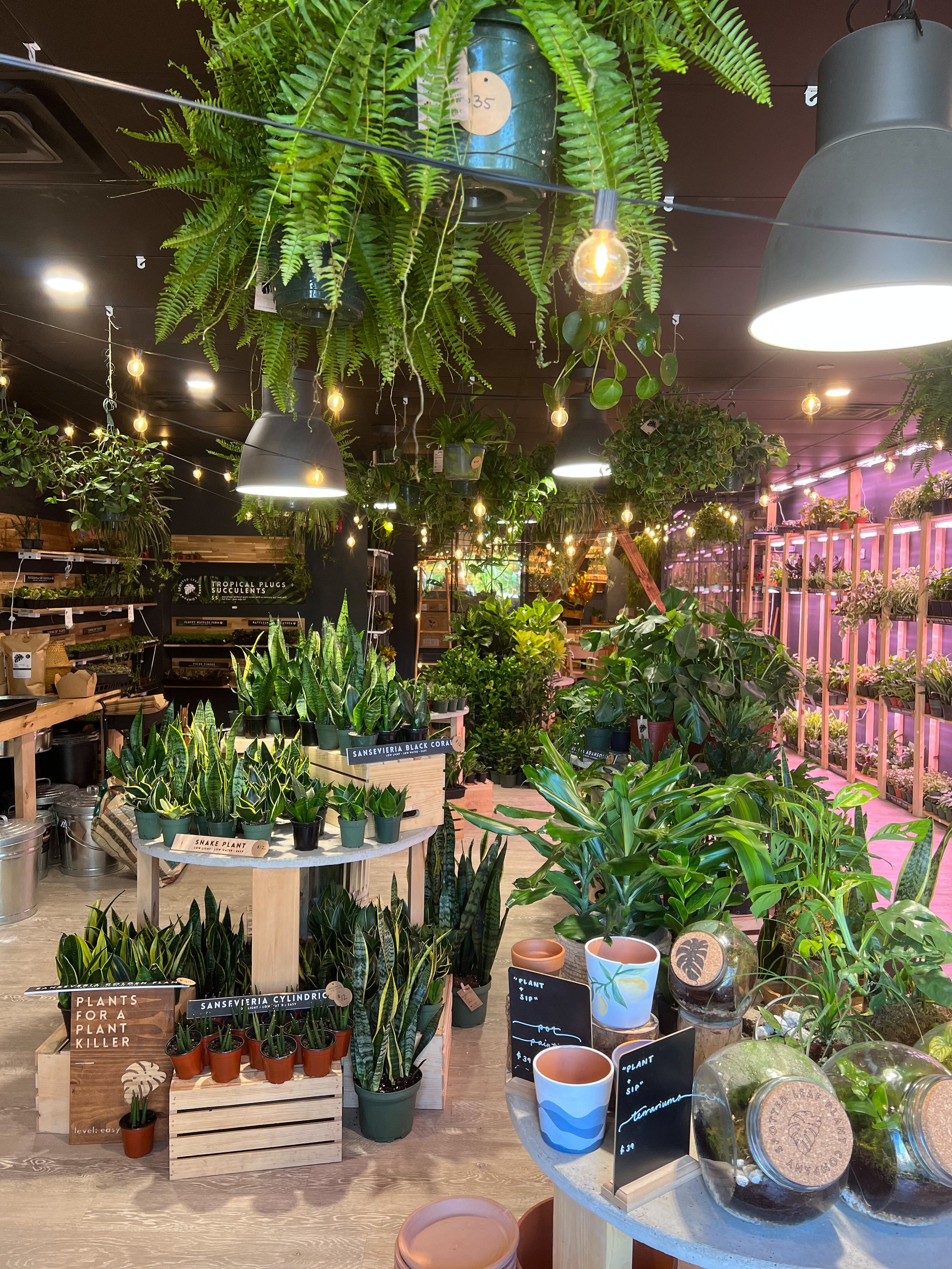 Plant Store + Terrarium Building Classes | spotted leaf plant company