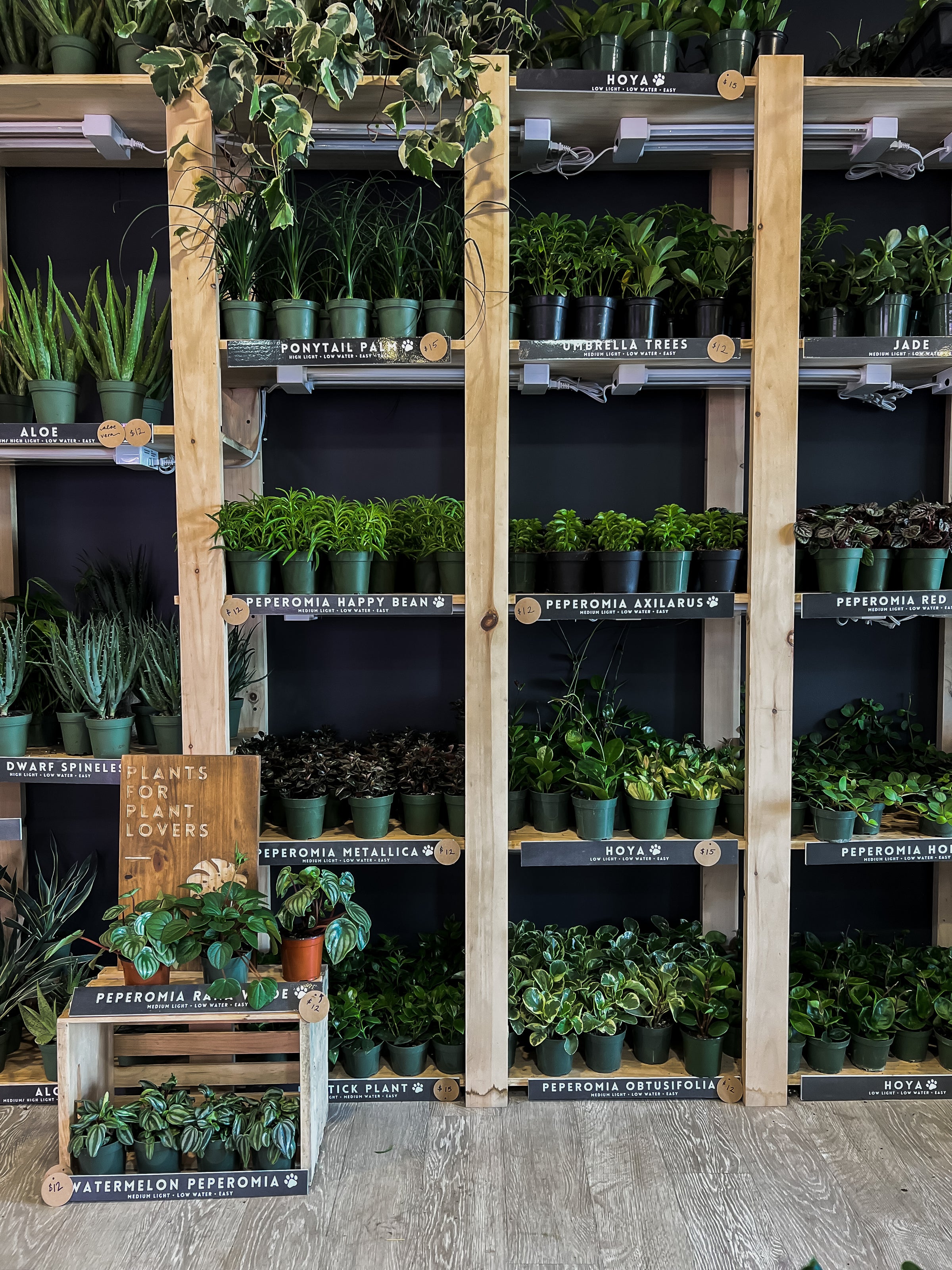 Plant Store + Terrarium Building Classes | spotted leaf plant company